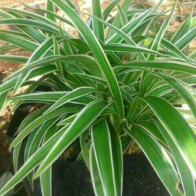 Jual BISA COD Tanaman hias lily paris umbi lili paris tanaman indoor ...