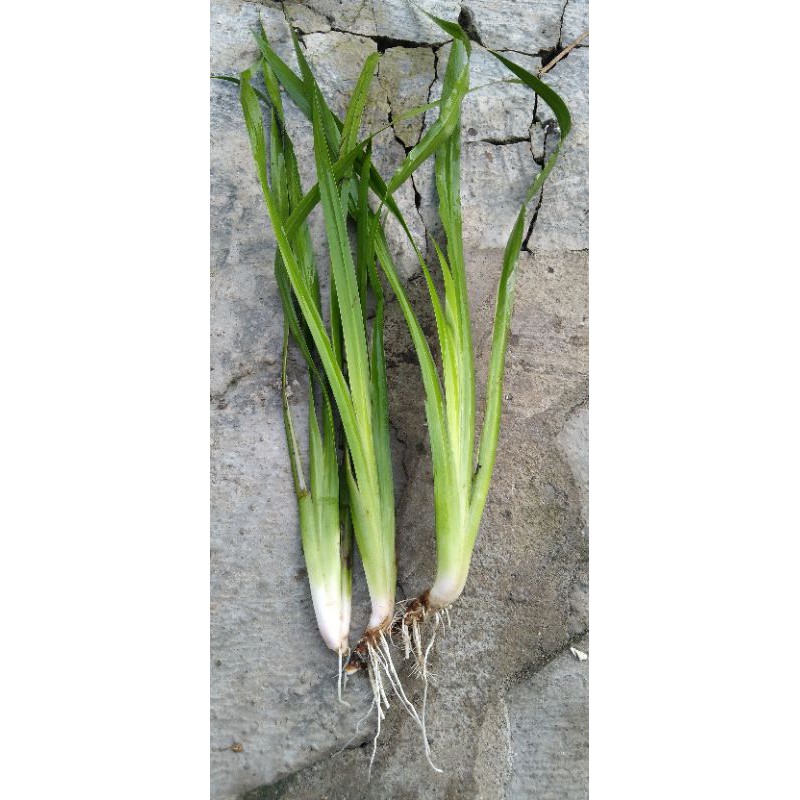 Tumbuhan Jeringau - Perumperindo.co.id