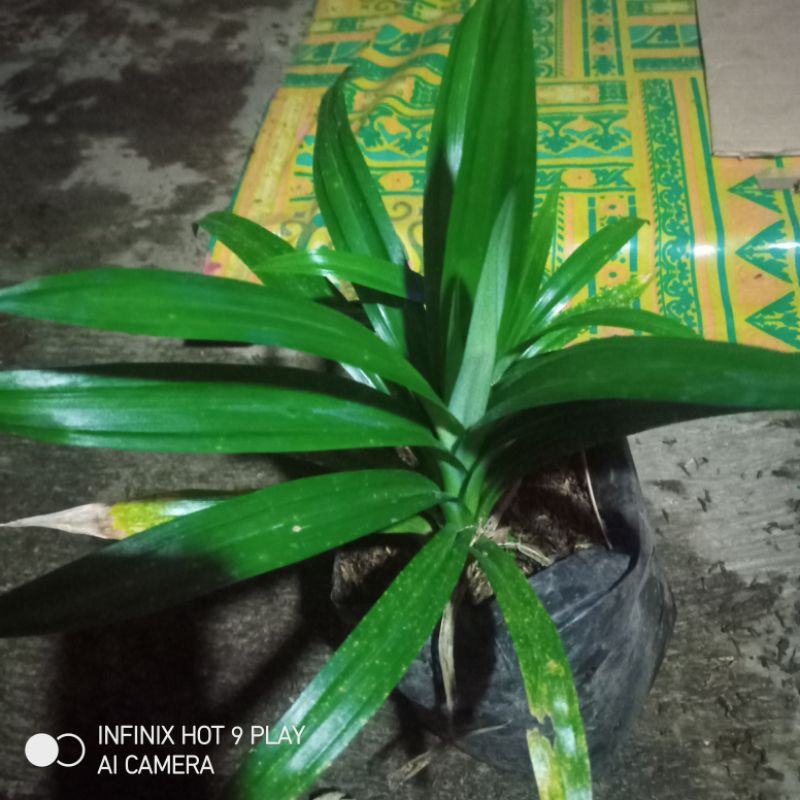 Jual tanaman pandan wangi besar | Shopee Indonesia