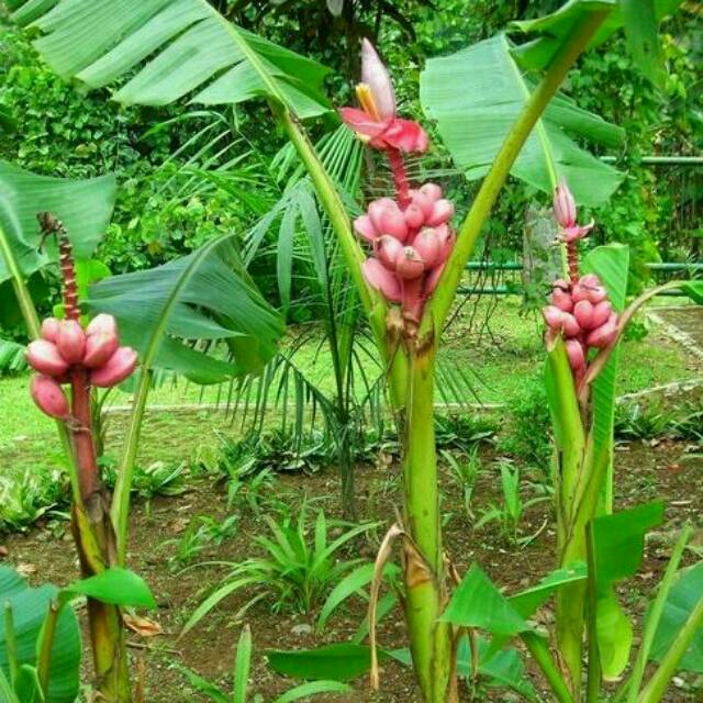 Jual Tanaman pisang songgo langit | Shopee Indonesia