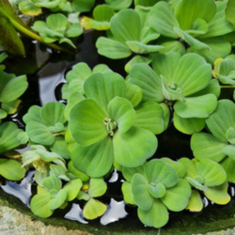 Jual tanaman apu-apu/satuan | Shopee Indonesia