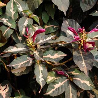 Jual Daun Wungu Variegata | Shopee Indonesia