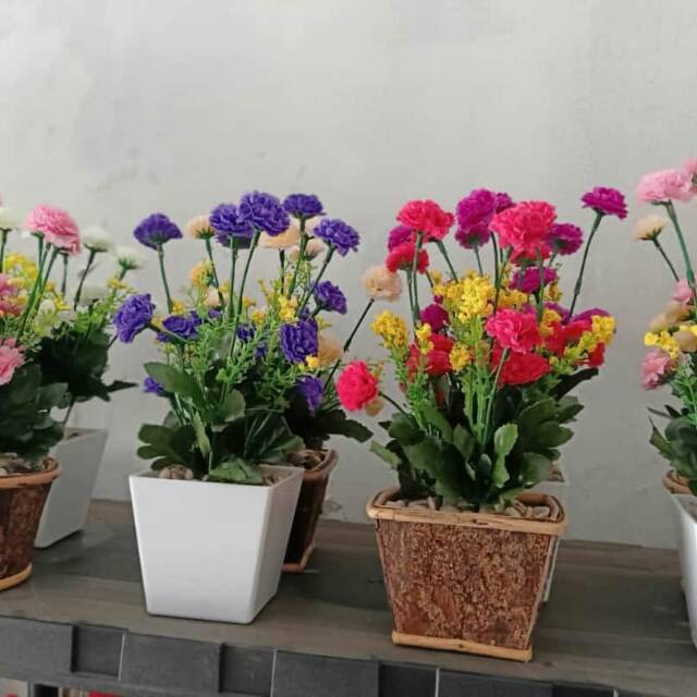 Inilah Gambar Bunga Anyelir Ungu Populer - Informasi Seputar Tanaman Hias