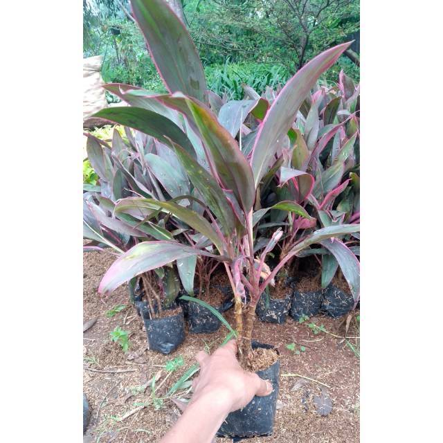 Jual Tanaman hias indoor andong merah-yg tanaman hias hanjuang merah ...