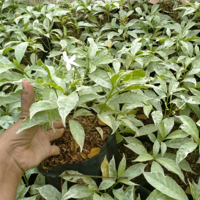 Jual Tanaman Melati Rombusa, tanaman hias melati rombusa | Shopee Indonesia