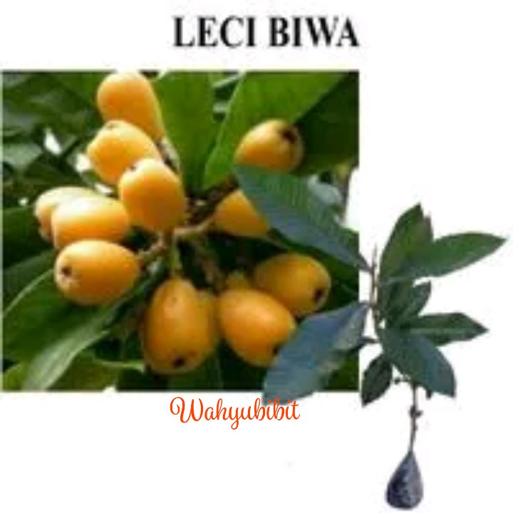 Jual bibit leci kuning biwa benih pohon tanaman buah okulasi bisa untuk ...