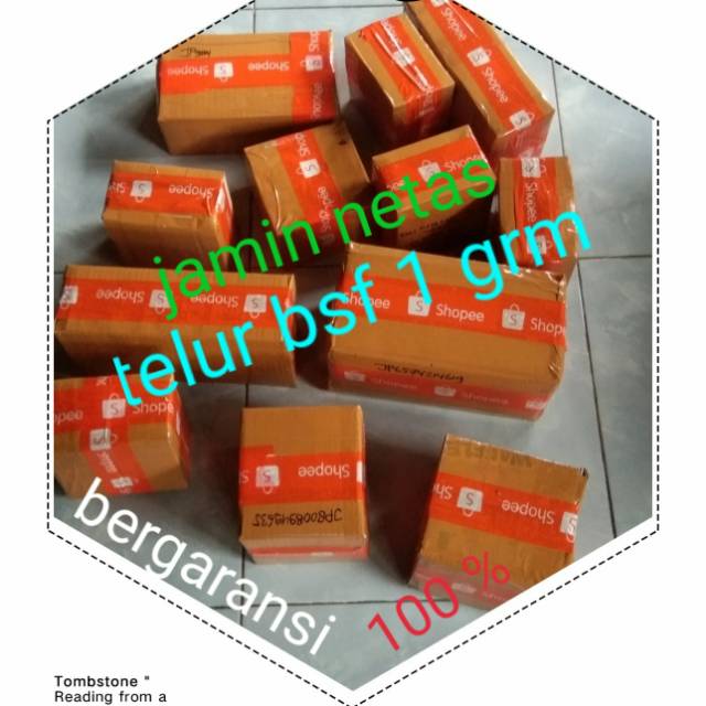 Produk telur maggot bsf | Shopee Indonesia