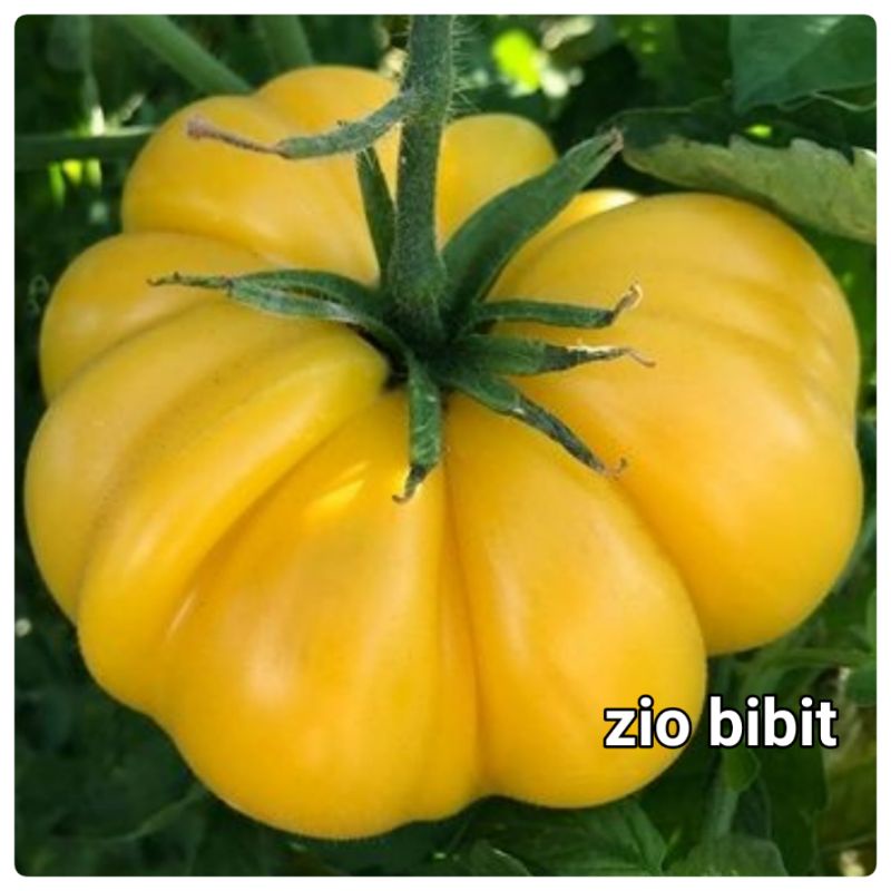 Jual 10 Biji Benih Tomat Raksasa Langka Biji F1 Import / Benih Biji ...