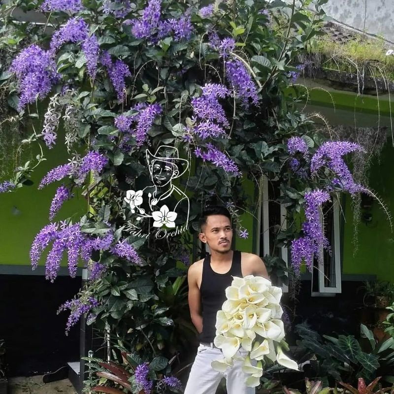 Jual FahriOrchid - Blue Petrea, Petrea volubilis Biji | Shopee Indonesia