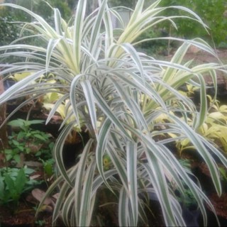 Jual Tanaman Suji Belut Putih Pohon Suji Belut Varigata | Shopee Indonesia