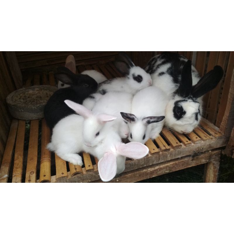 Jual Anak Kelinci Lokal 3 Bulan | Shopee Indonesia