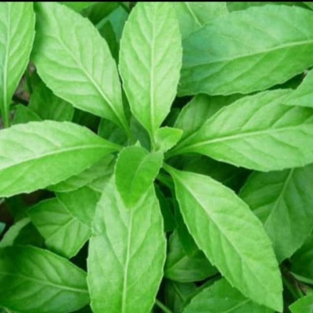Jual Tanaman / pohon herbal sambung nyawa / pohon herbal sembung ...
