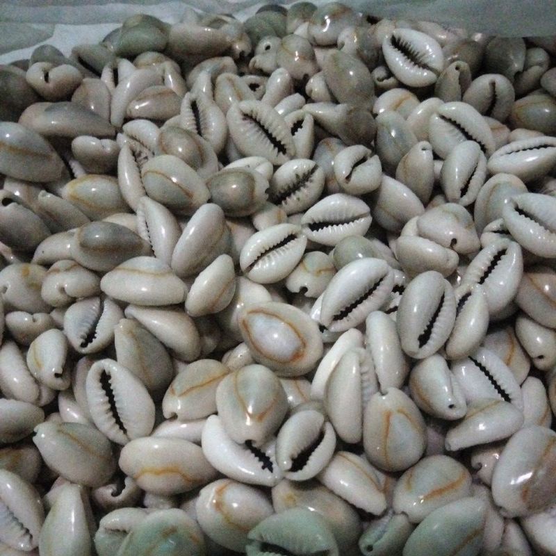 Jual Kerang laut Buli Kopi coklat super (biji dakon) 1 kg | Shopee ...