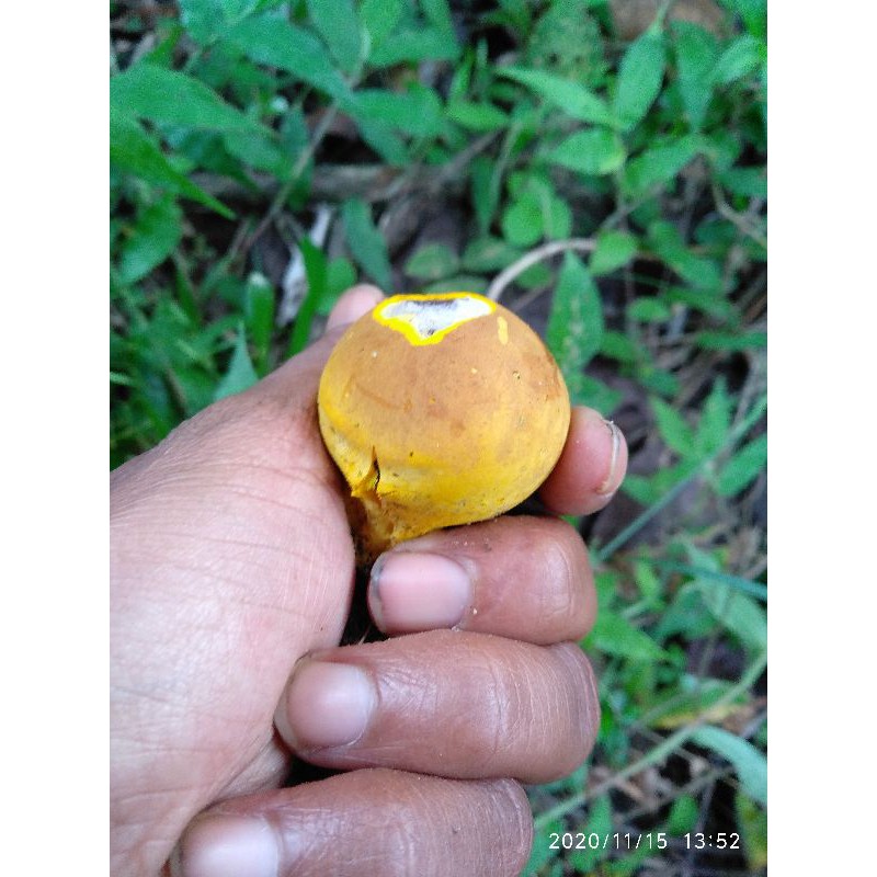 Jual Jamur so jamur melinjo jamur langka | Shopee Indonesia