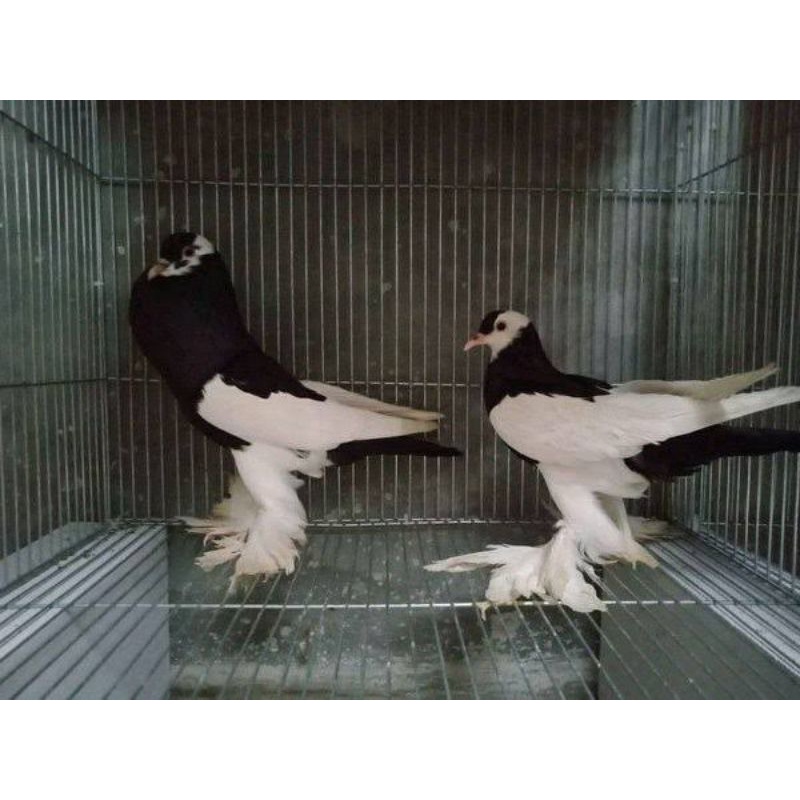 Jual MERPATI HIAS RIVER SWING PERPASANG | Shopee Indonesia