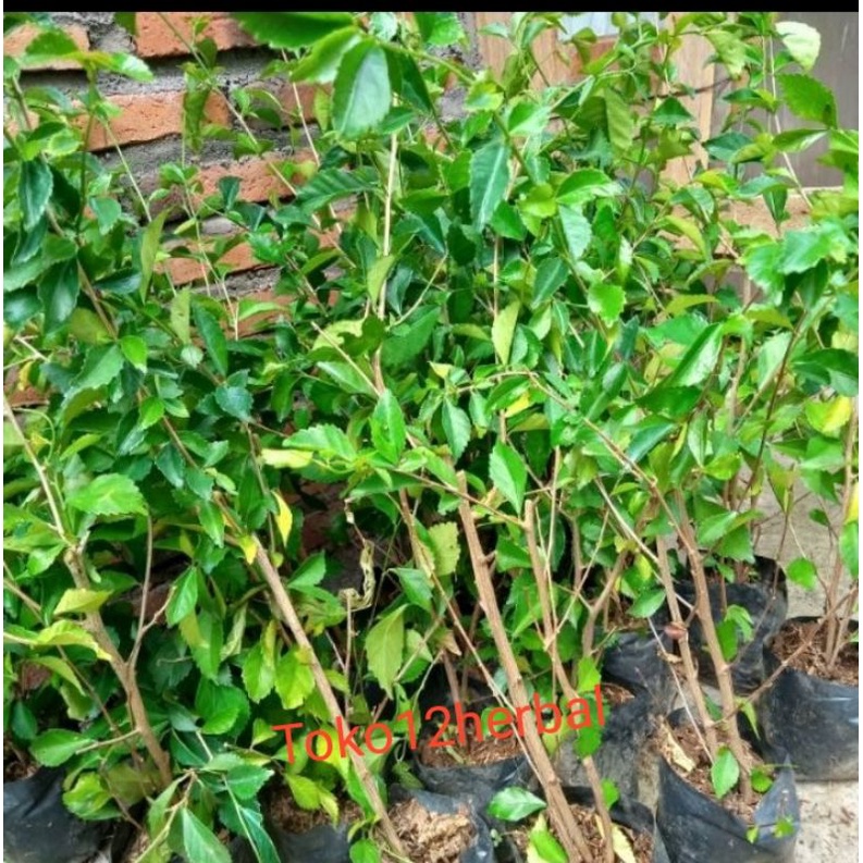 Jual Teh teh han pohon pagar tanaman hidup | Shopee Indonesia