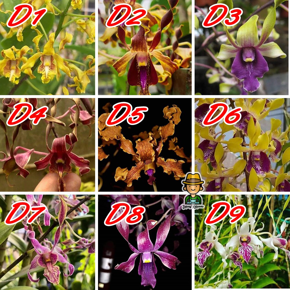 Jual Paket Hemat Anggrek Dendrobium Seedling Dendro Melintir Keriting ... Jual Paket Hemat Anggrek Dendrobium Seedling Dendro Melintir Keriting ...
