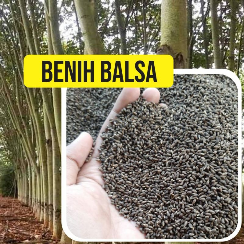 Jual Biji Balsa Putih | Shopee Indonesia