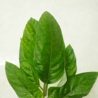 Jual Daun gempur batu segar 500 gr | Shopee Indonesia