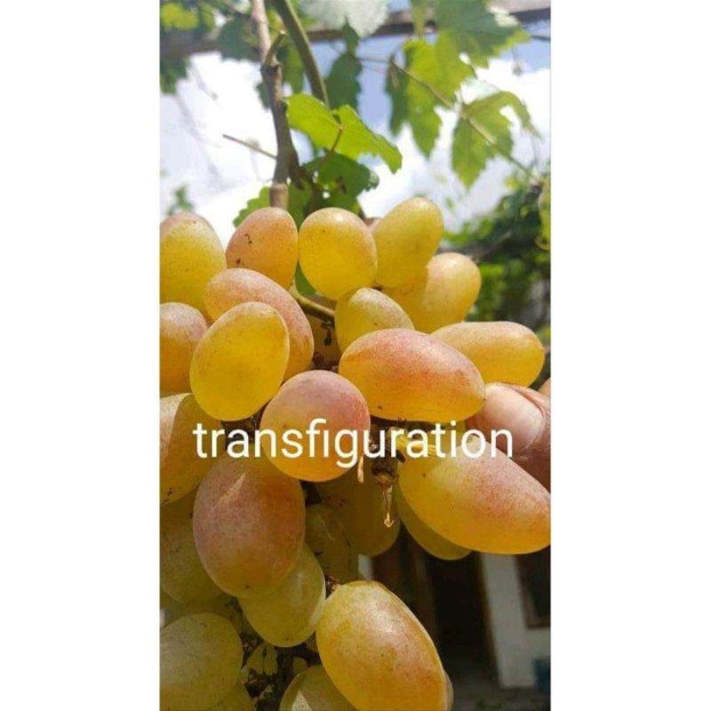 Jual Anggur import jenis TRANSFIGURATION RASA MANIS kriuk | Shopee ...