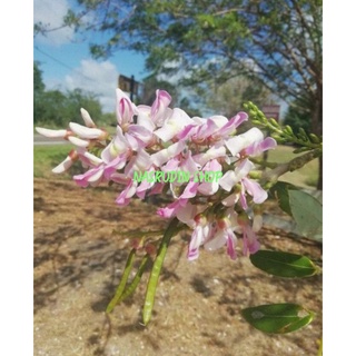 Jual BIBIT GAMAL 1KG BIBIT STEK BATANG POHON GAMAL | Shopee Indonesia