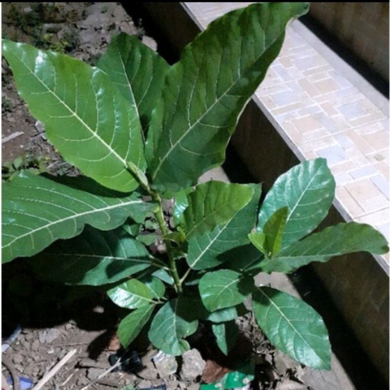 Jual Bibit tanaman herbal awar awar | Shopee Indonesia