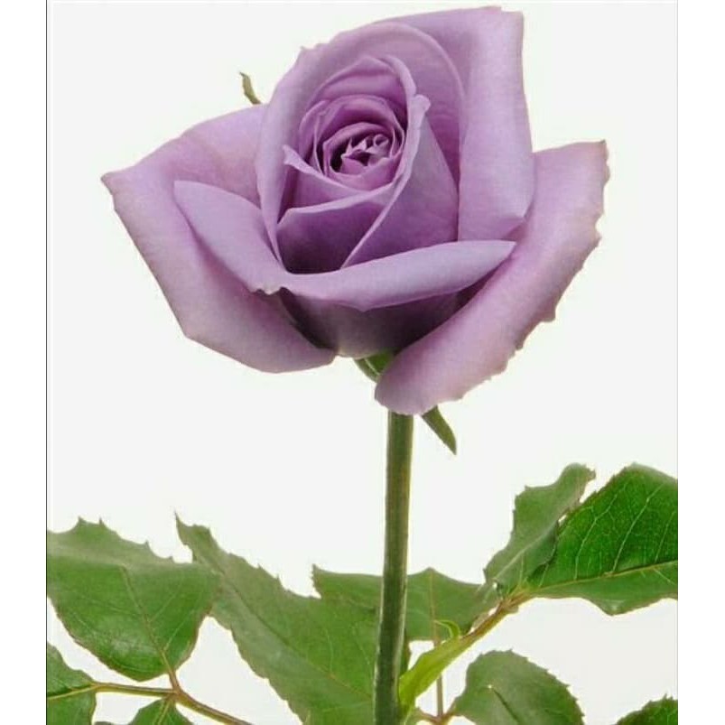 Jual Tanaman Bunga Mawar Ungu Lavender | Shopee Indonesia