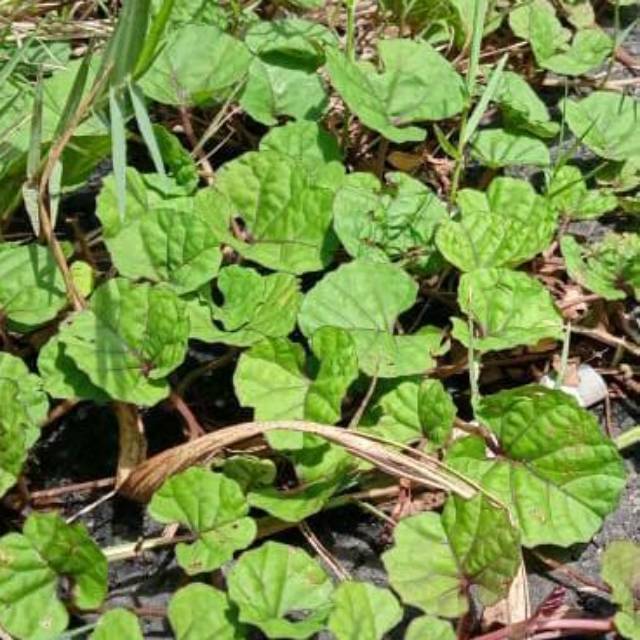 Jual Pegagan / antanan merah 1kg (penambahan daya ingat) | Shopee Indonesia