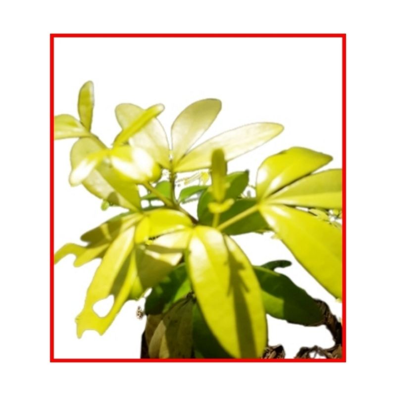 Jual Tanaman Hias murah canti bunga lavenia/pohon bunga lavenia ...