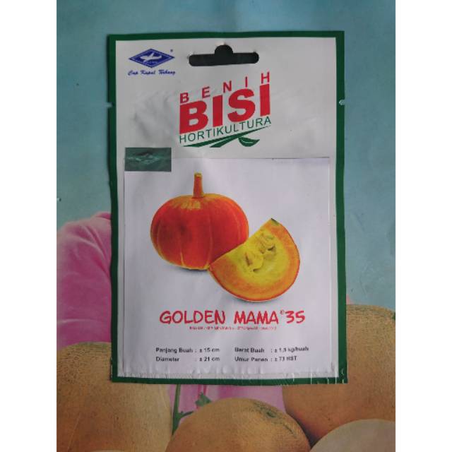 Jual Benih Bibit Labu Mini Kabocha GOLDEN MAMA SP | Shopee Indonesia