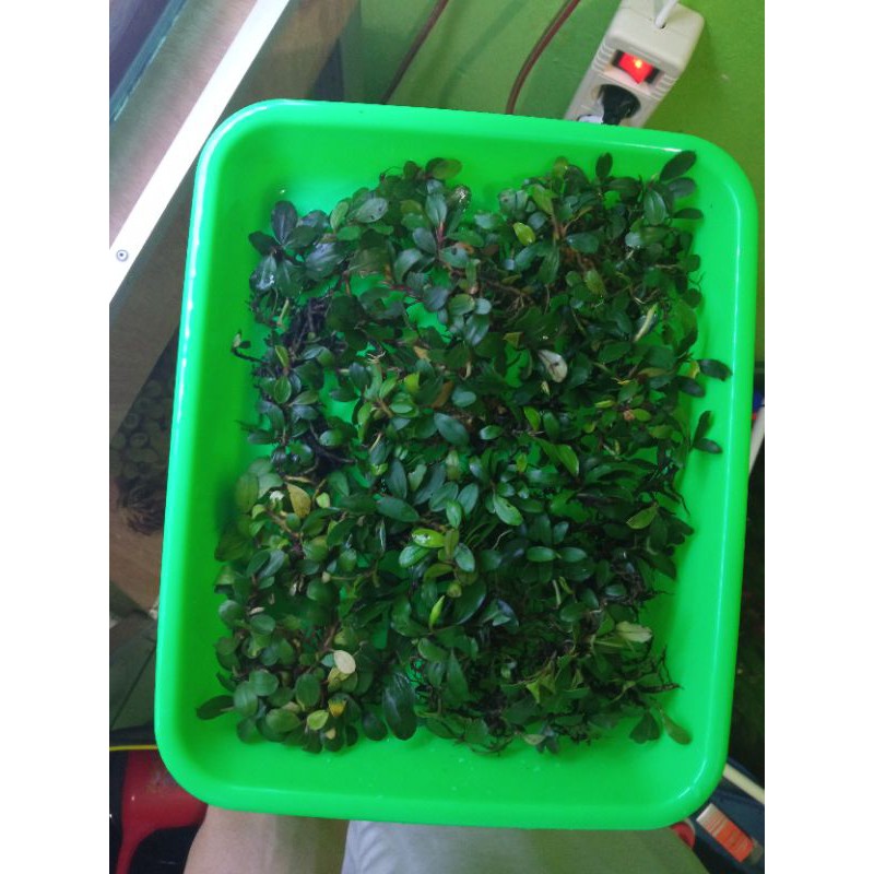 Jual Bucephalandra buce sp mini melawi tanaman Aquascape porsi nampan ...