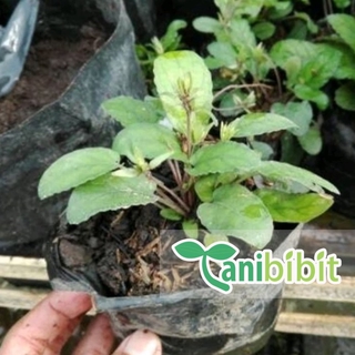 Jual Bibit Pohon Gempur Batu - Tanaman Daun Obat Ginjal Herbal Alami ...