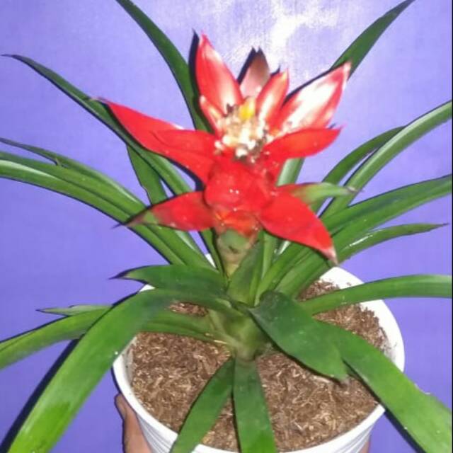 Paling Populer 29+ Gambar Bunga Bromelia Merah - Gambar Bunga Indah