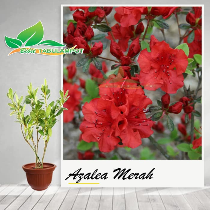 Jual Bibit Tanaman Hias Bunga Azalea Merah Berbunga ( Tanaman hidup ...