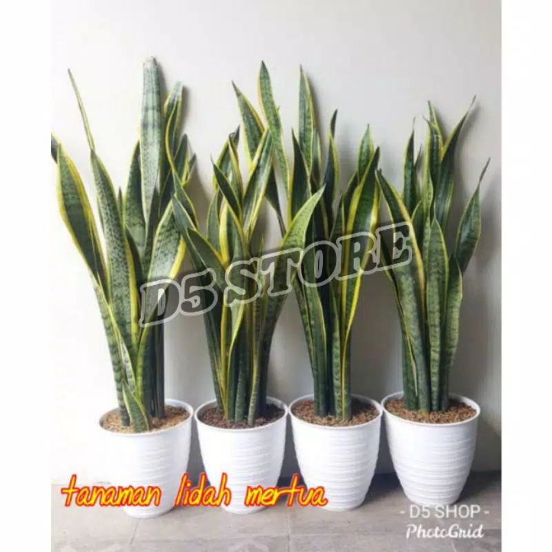 Jual Tanaman hias lidah mertua tanaman sansivera kuning pedang pedangan ... Jual Tanaman hias lidah mertua tanaman sansivera kuning pedang pedangan ...