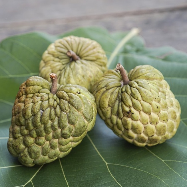 Jual BUAH SRIKAYA, SRIKAYA NEW VARIETAS, SRIKAYA JUMBO | Shopee Indonesia