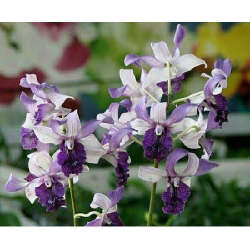 Jual dendrobium inaraya blue | Shopee Indonesia