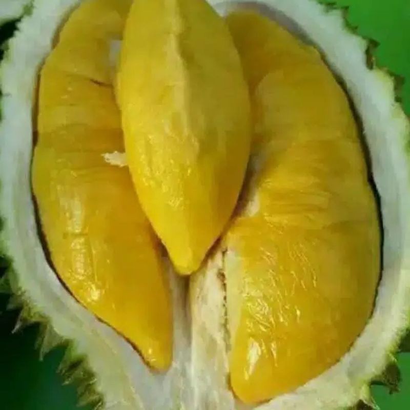 Jual Durian Montong Palu Premium / Durian Montong Bali Manis Legit | Shopee Indonesia