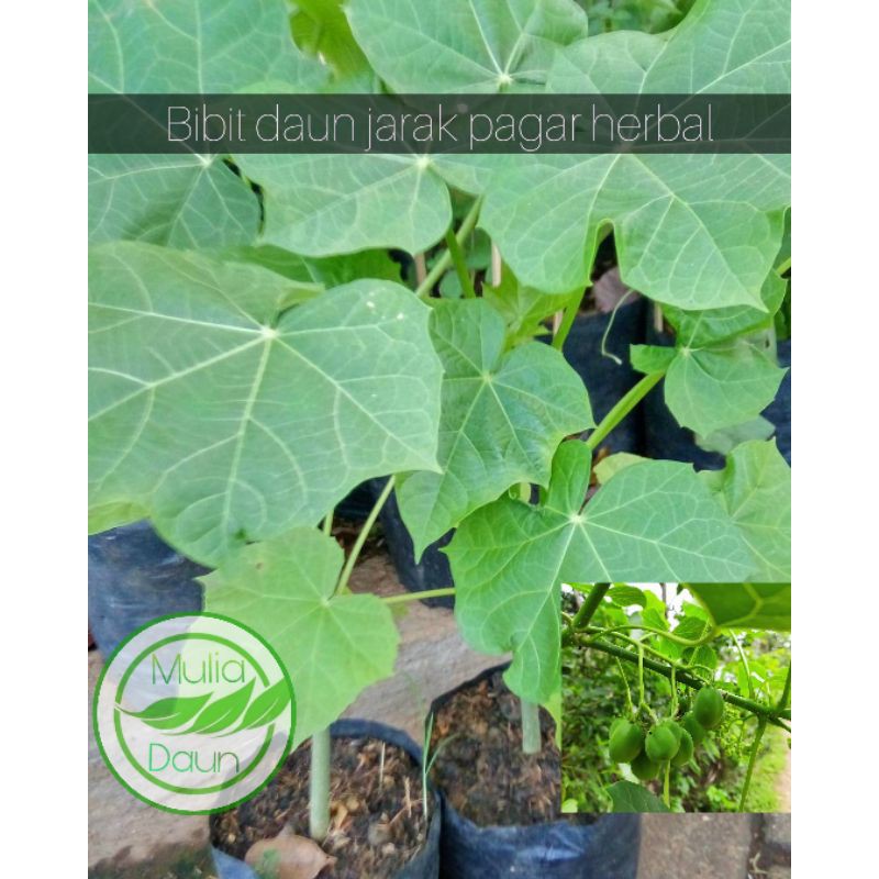 Jual Bibit tanaman pagar/Pohon daun jarak kosta pager herbal Indonesia ...