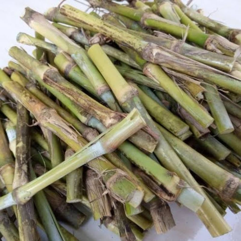 Jual bibit rumput pachong /pakcong / ingres makanan hewat ternah sapi ...