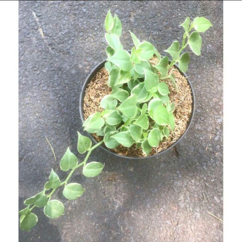 Jual tanaman pot gantung teplan terang bulan - teplan terang bulan ...