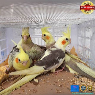 Jual BURUNG FALK PARKIT AUSTRALIA STOCK DEWASA WARNA SESUAI VARIAN ...