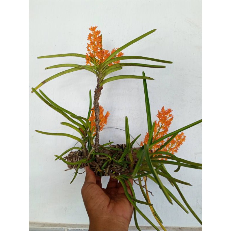 Jual rumpun isi 4 anggrek vanda mini | Shopee Indonesia