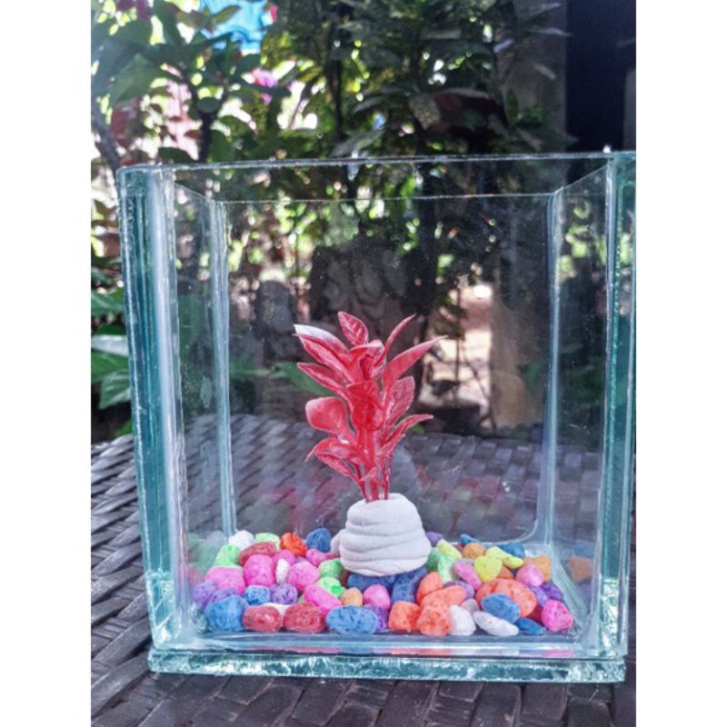 Jual Soliter kaca 10*6*10 akuarium tempat ikan hias, ikan cupang, guppy ...