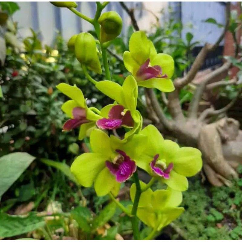 Jual Anggrek dendrobium bulat Burana Jade seedling | Shopee Indonesia