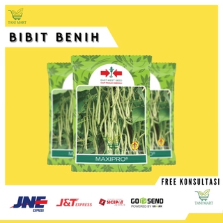 Jual Benih Bibit Buncis Varietas MAXIPRO F1 500 gr (Kemasan Original ...