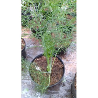 Jual BIBIT TANAMAN ADAS PULOSARI ORIGINAL ATAU TANAMAN DILL | Shopee ...