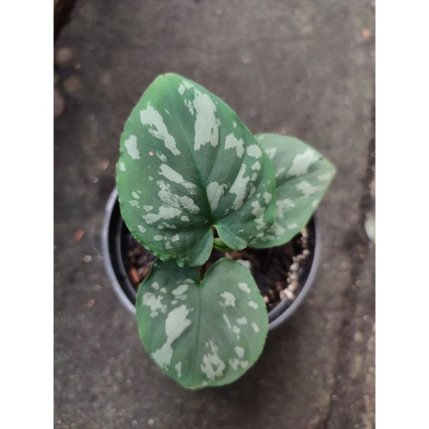 Jual Homalomena Army SP sumatera (rare plant) | Shopee Indonesia