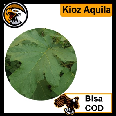 Jual Herbal DAUN TAKOKAK SEGAR per 2 lembar - tanaman Tekokak (solanum ...