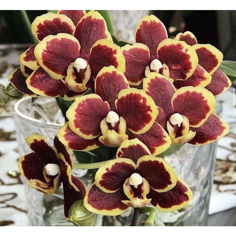 Jual TANAMAN HIAS ANGGREK TANAH//BROWN | Shopee Indonesia